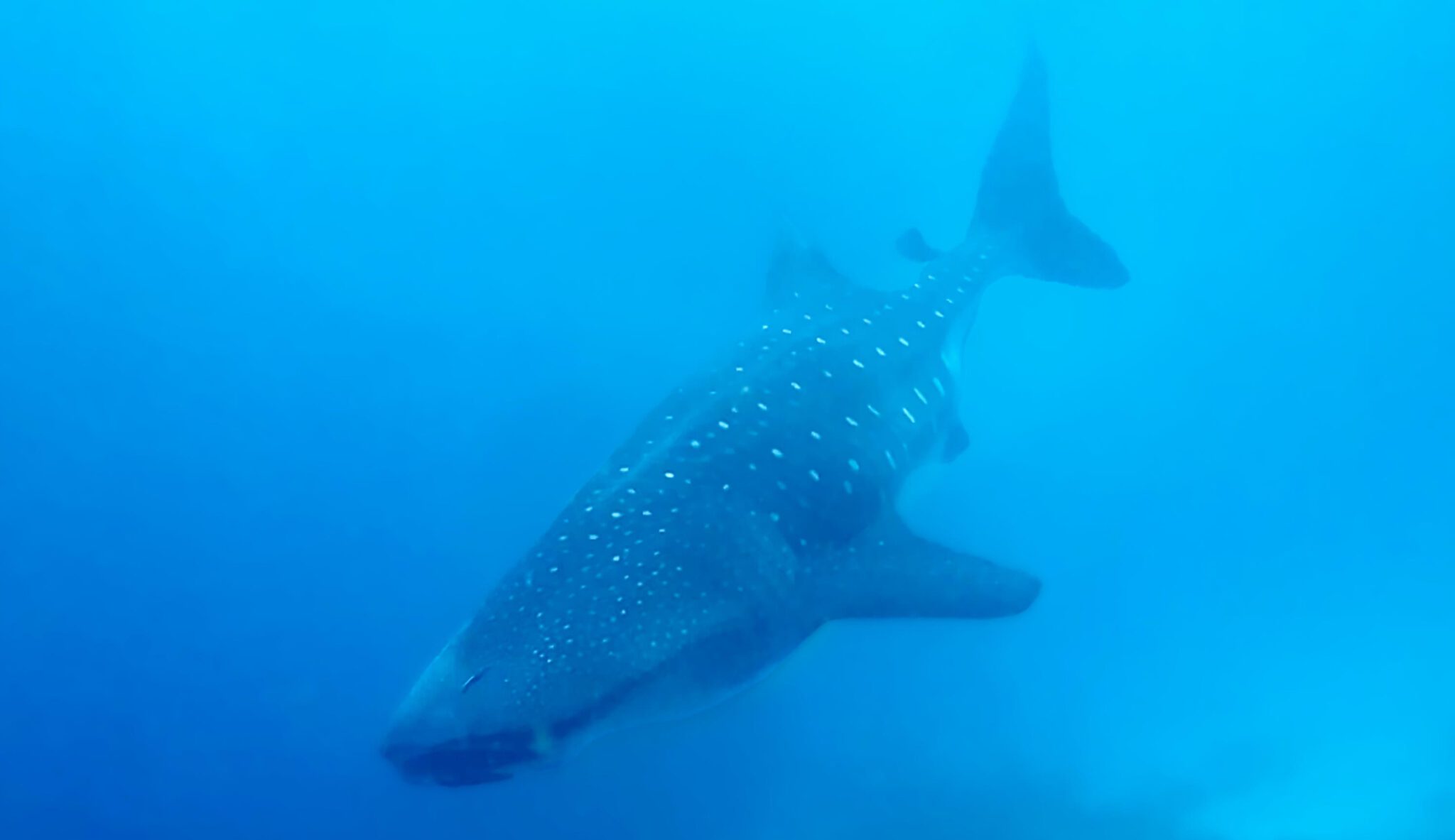 WOW! Bekijk deze walvishaai op Bonaire - Flamingo Diving